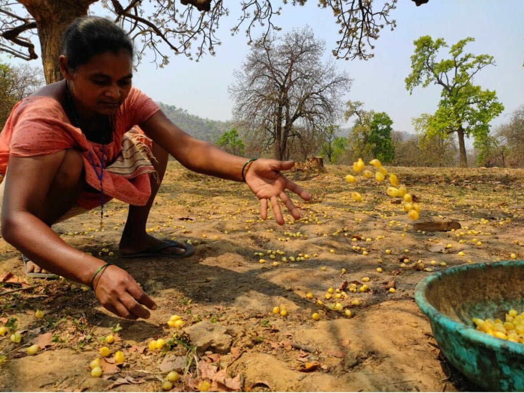 Odisha's Women 'Mahua' Flower Collectors In A State Of Gloom