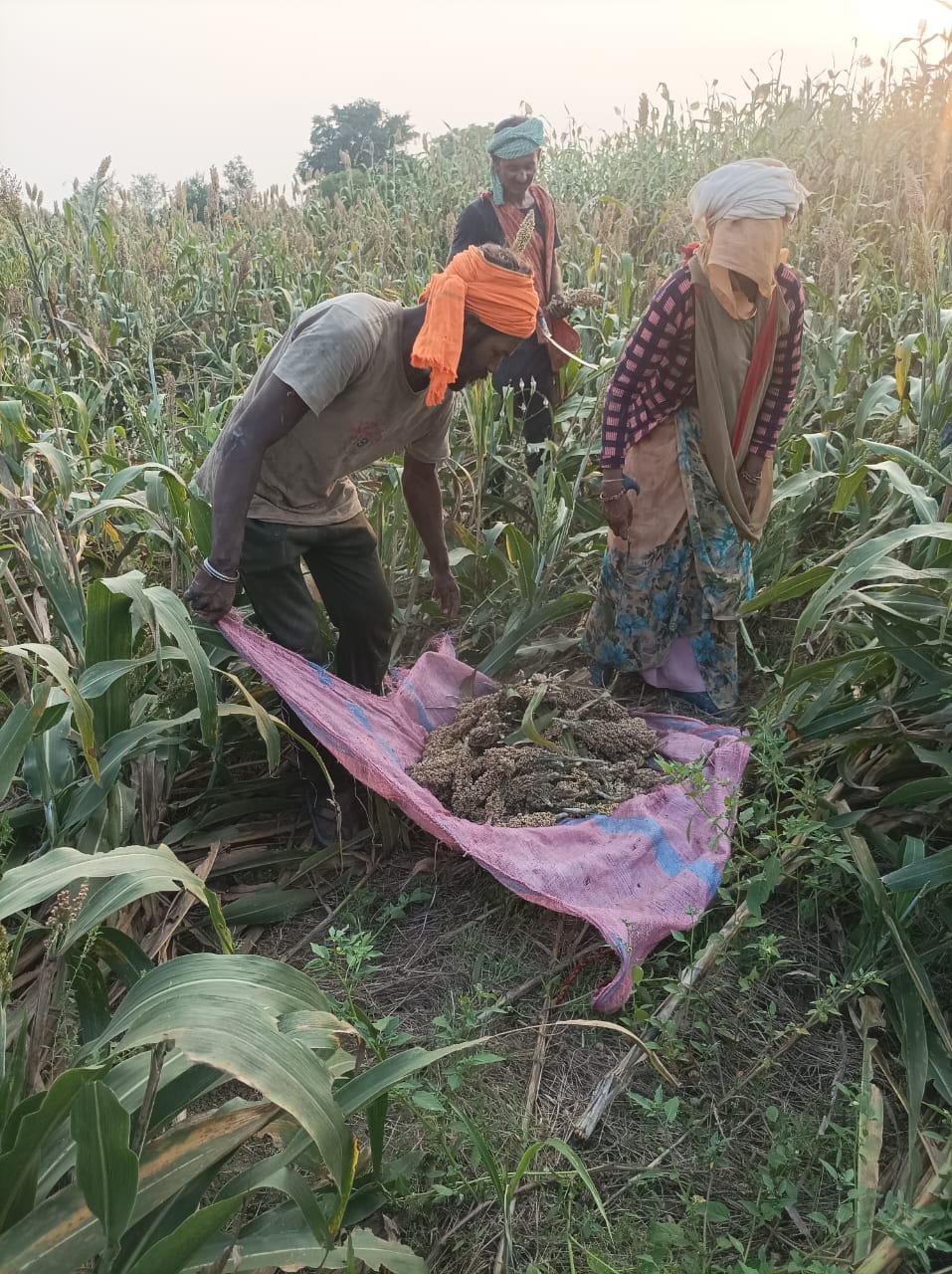 Caste-Based Humiliation Of Dalit Agricultural Labourers Impacts Their ...